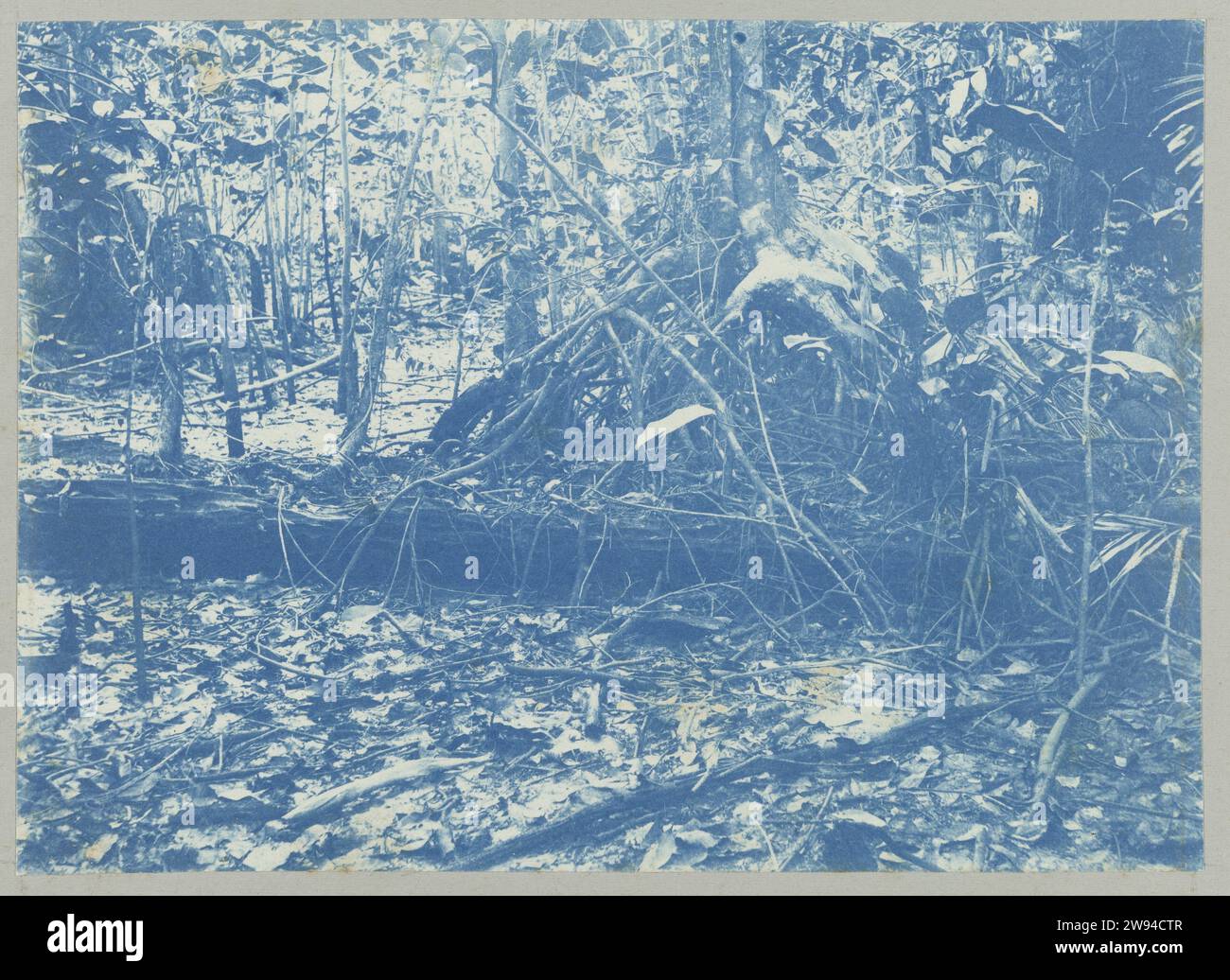 Dry swamp behind "ma retreat", 1903 - 1910 photograph Drying marsh on ...