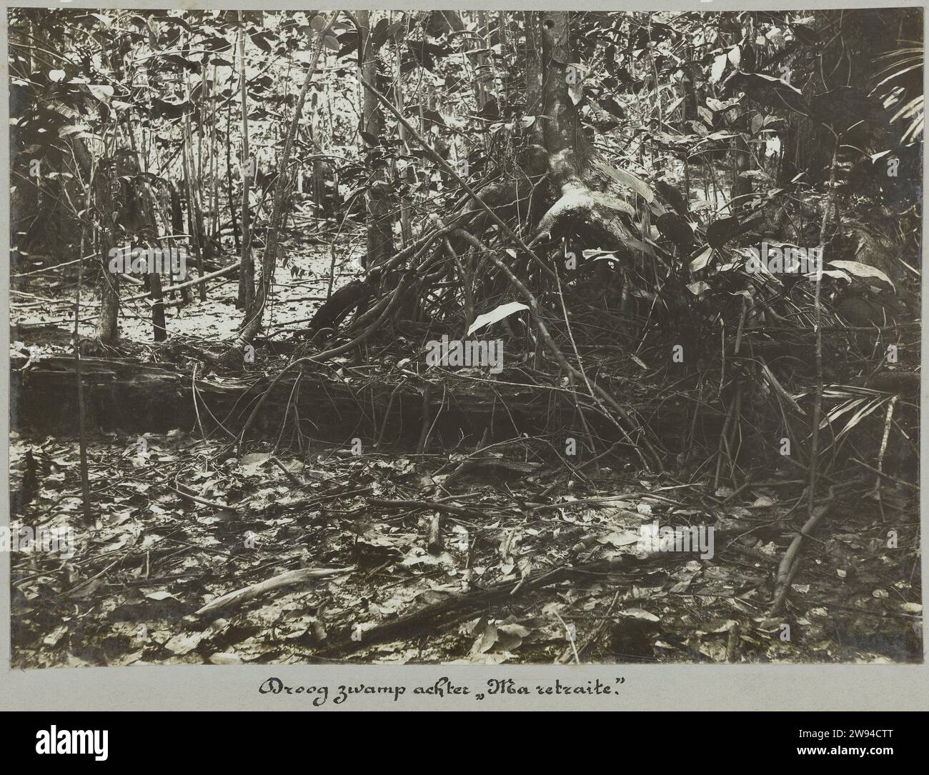 Dry swamp behind "ma retreat", 1903 - 1910 photograph Drying marsh on ...