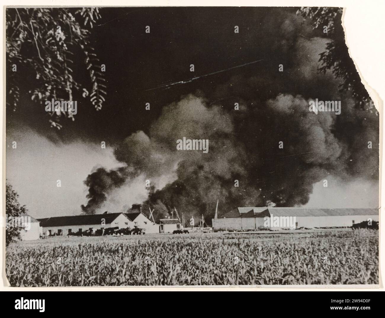 Tea plantation in Brand, 1947 photograph A tea plantation was set on ...