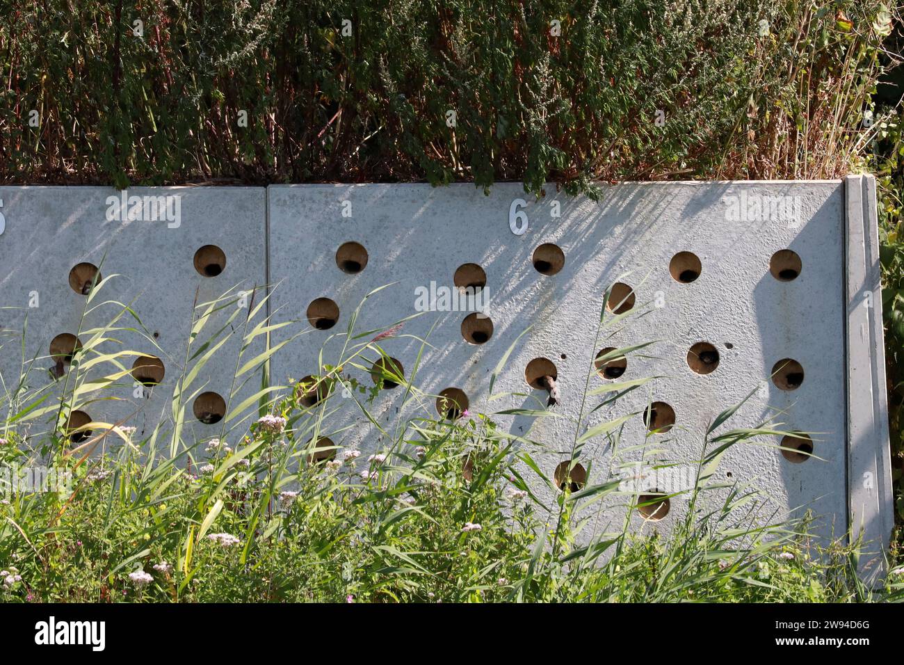 Sand martins wall where one can build nests at the Zevenhuizerplas in ...