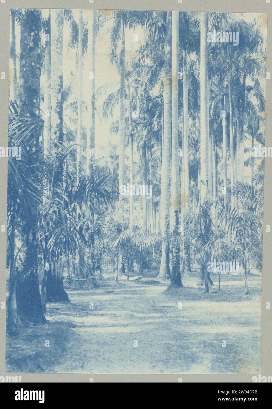 Palmentuin, Paramaribo, 1903 - 1910 photograph High trees in the ...