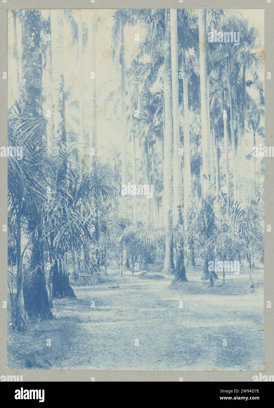 Palmentuin, Paramaribo, 1903 - 1910 photograph High trees in the ...
