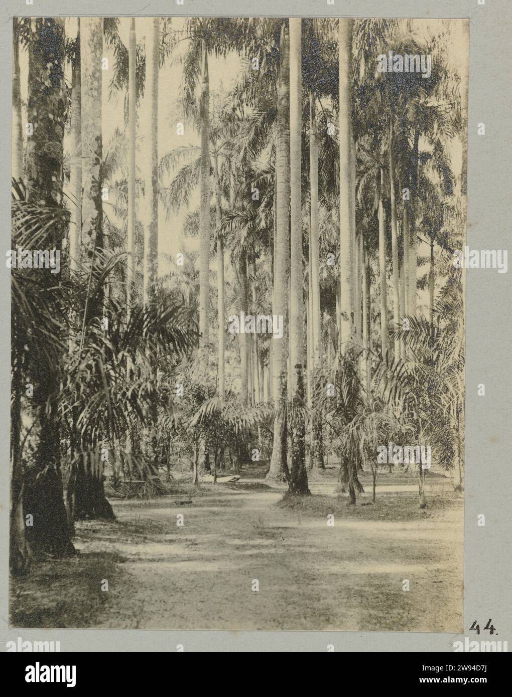 Palmentuin, Paramaribo, 1903 - 1910 photograph High trees in the ...