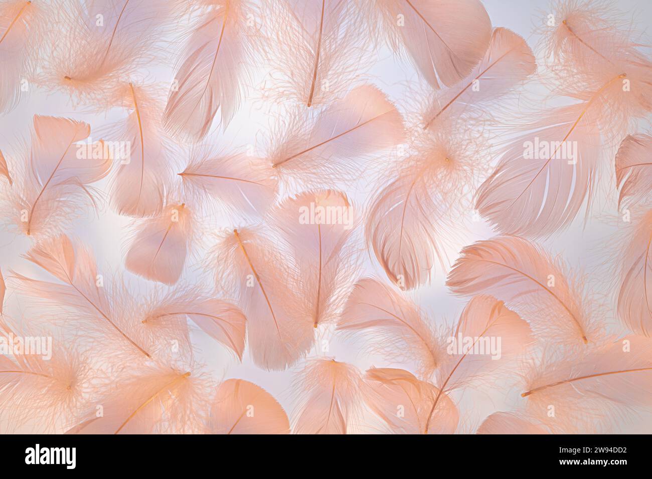 Peach colored fluffy feathers texture. Color of the year 2024 ...