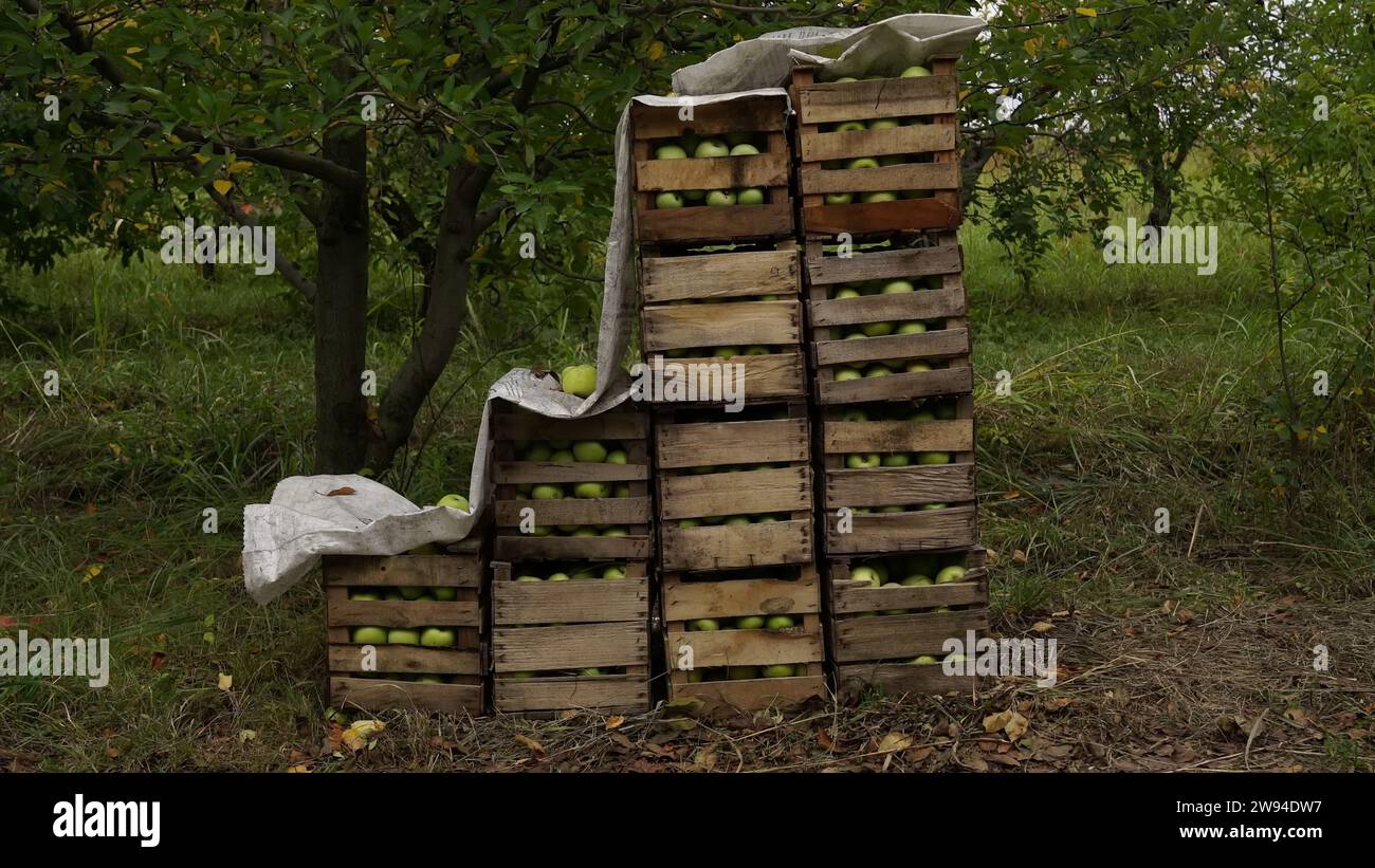 Apples in packaging hi-res stock photography and images - Alamy