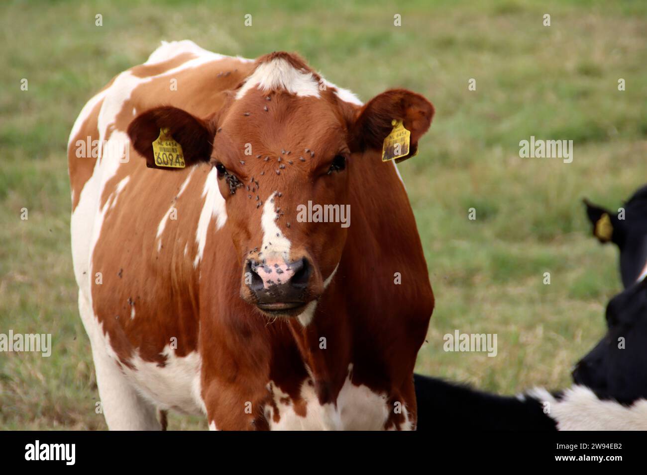 White and red Holstein Frysian cow on a meadow in the Netherlands Stock ...
