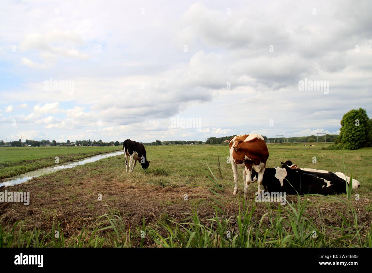 White and red Holstein Frysian cow on a meadow in the Netherlands Stock ...
