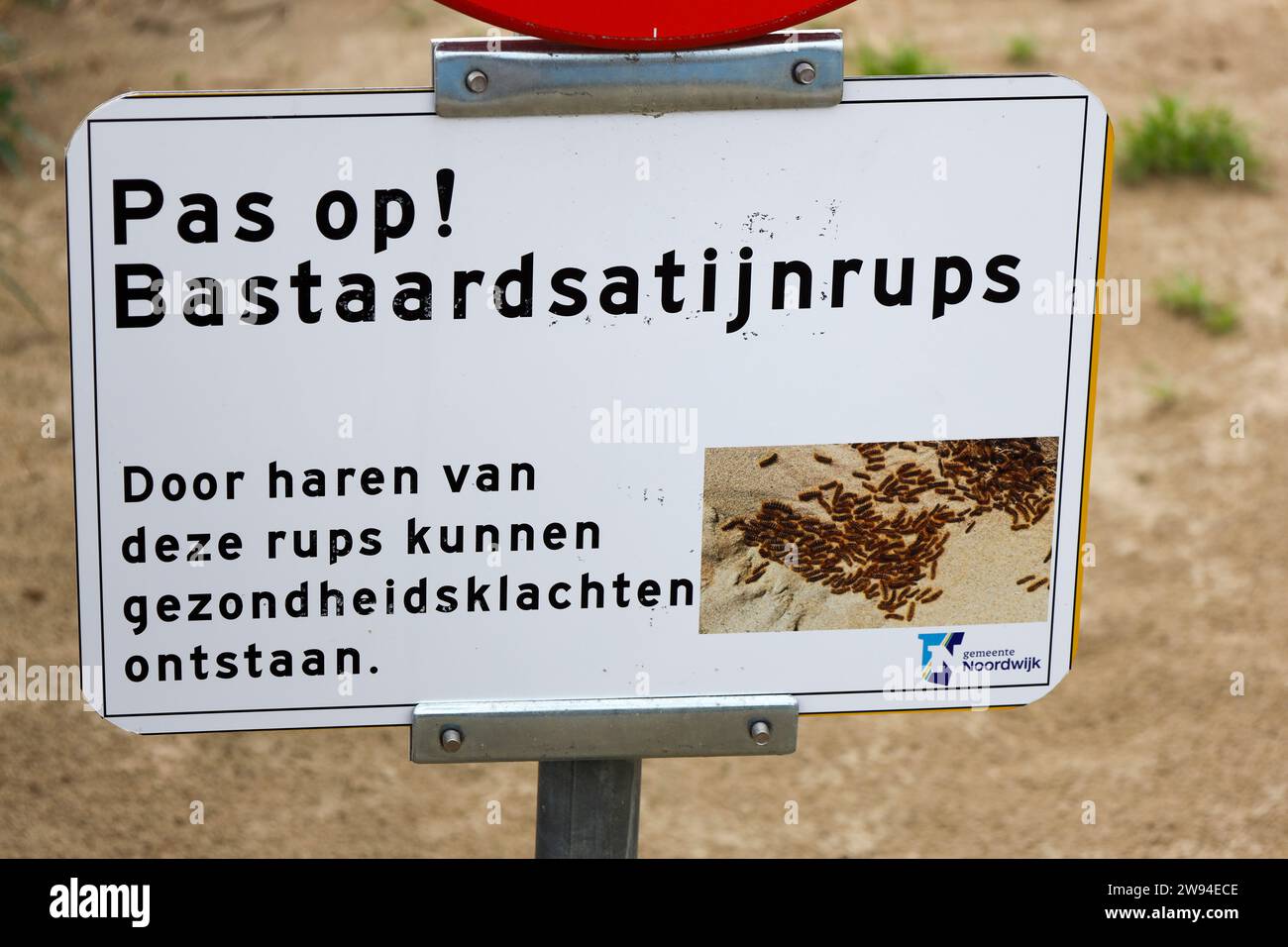 Warning sign for bastard satin caterpillar (Chrysorrhoea) in the dunes ...