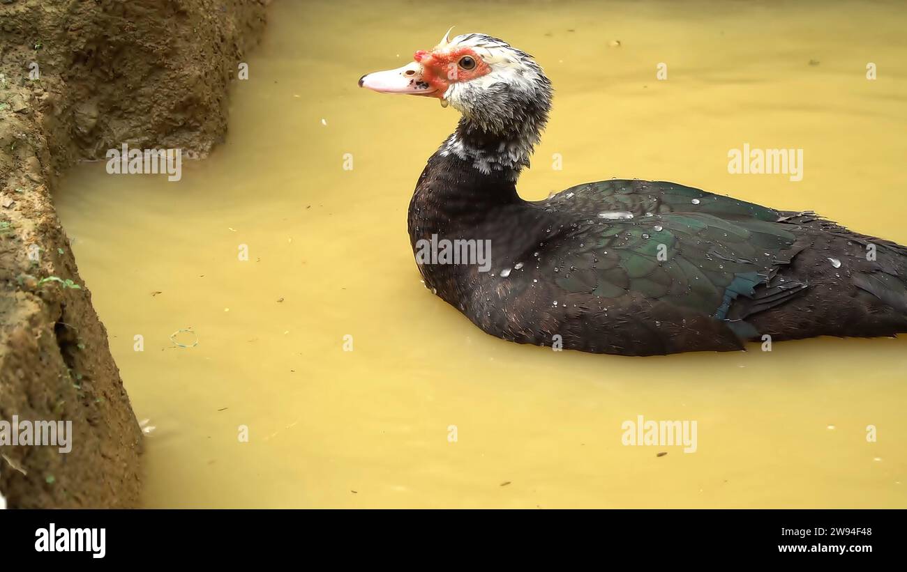 A gorgeous duck appearing at ease in a muddy pond Stock Photo - Alamy