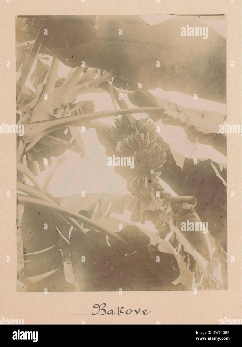 Bakove, Eugen Klein (attributed to), 1900 - 1905 photograph A bunch of ...