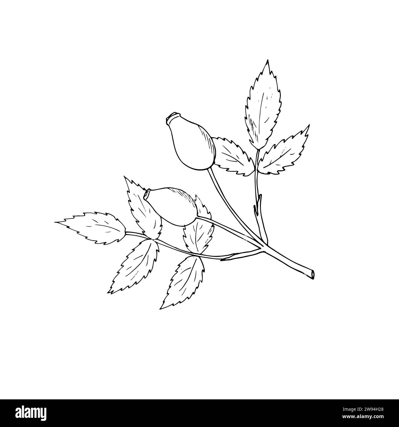 Hand-drawn rosehip vector illustration, in doodle style. Isolated on a ...