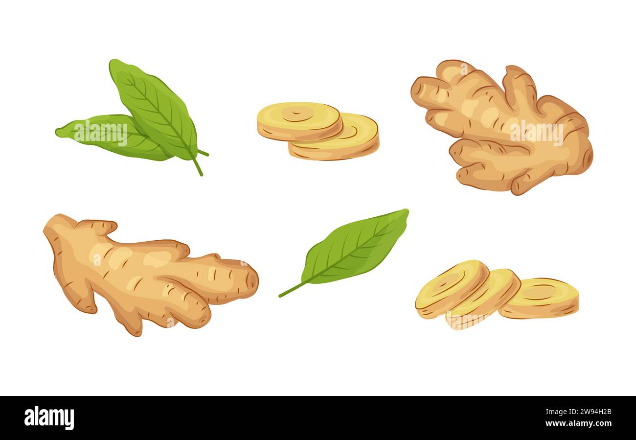 Whole ginger roots, sliced ginger, and leaves set in cartoon style ...