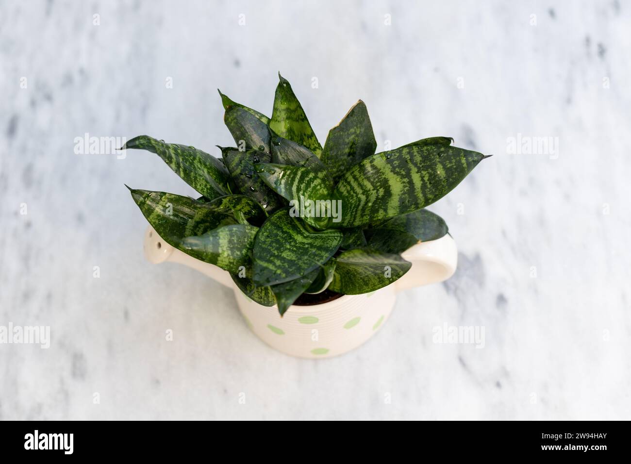 Bird’s Nest sansevieria trifasciata hahnii dwarf snake plant Stock ...
