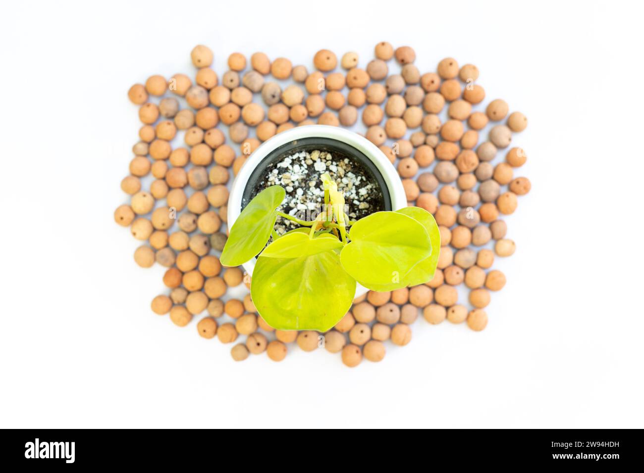 Lime green heart-leaf philodendron plant in a white ceramic flowerpot ...