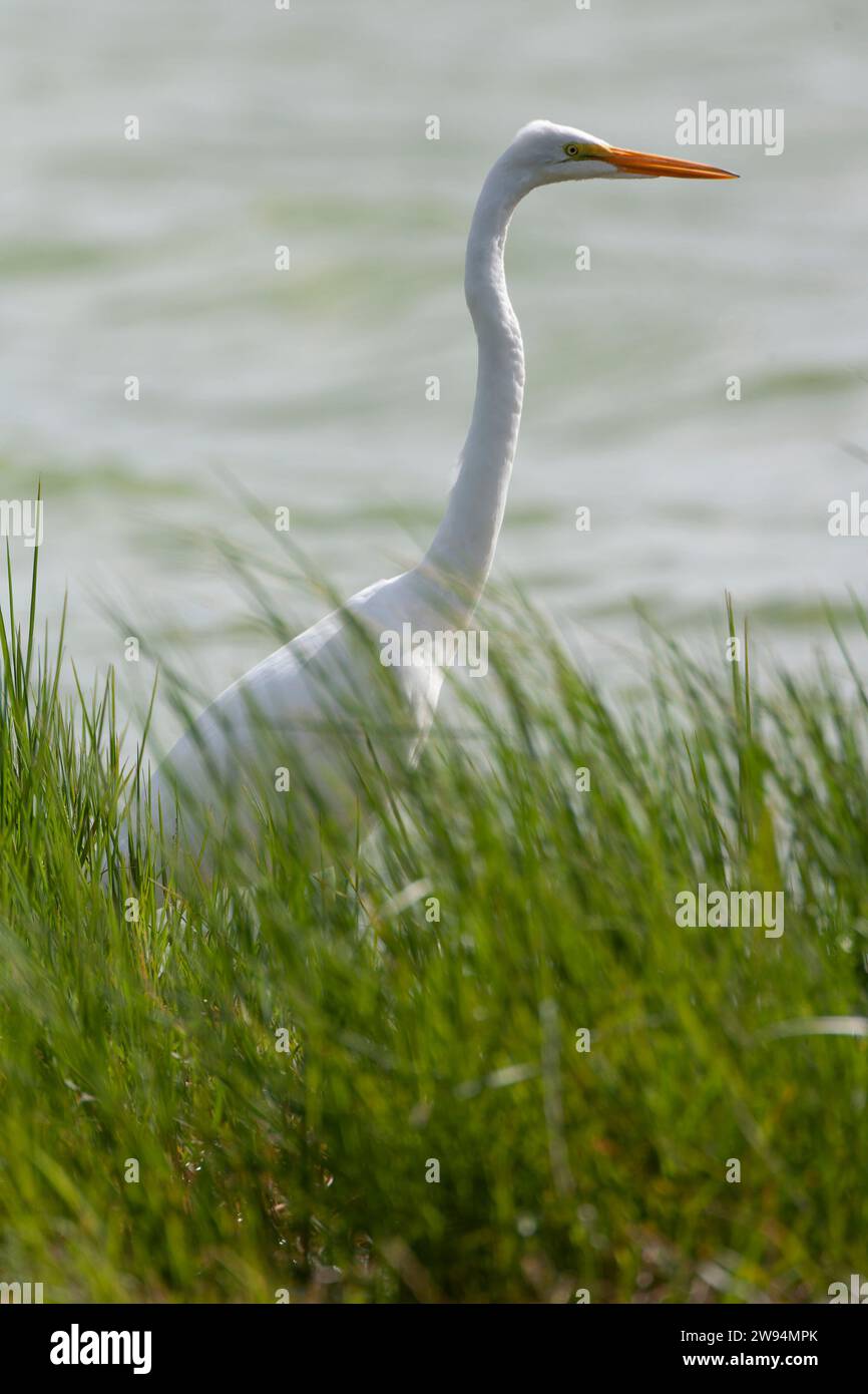 Great White Egret, Ardea alba, on the Azores. Possible American vagrant ...
