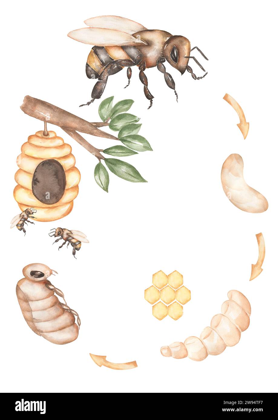 Bee Life Cycle Clipart, Watercolor insect Life Cycle Poster, honey bee ...
