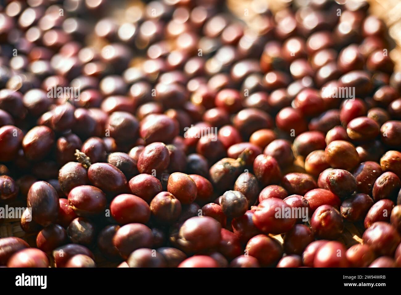 coffee beans berries drying natural process, selective focus Stock ...