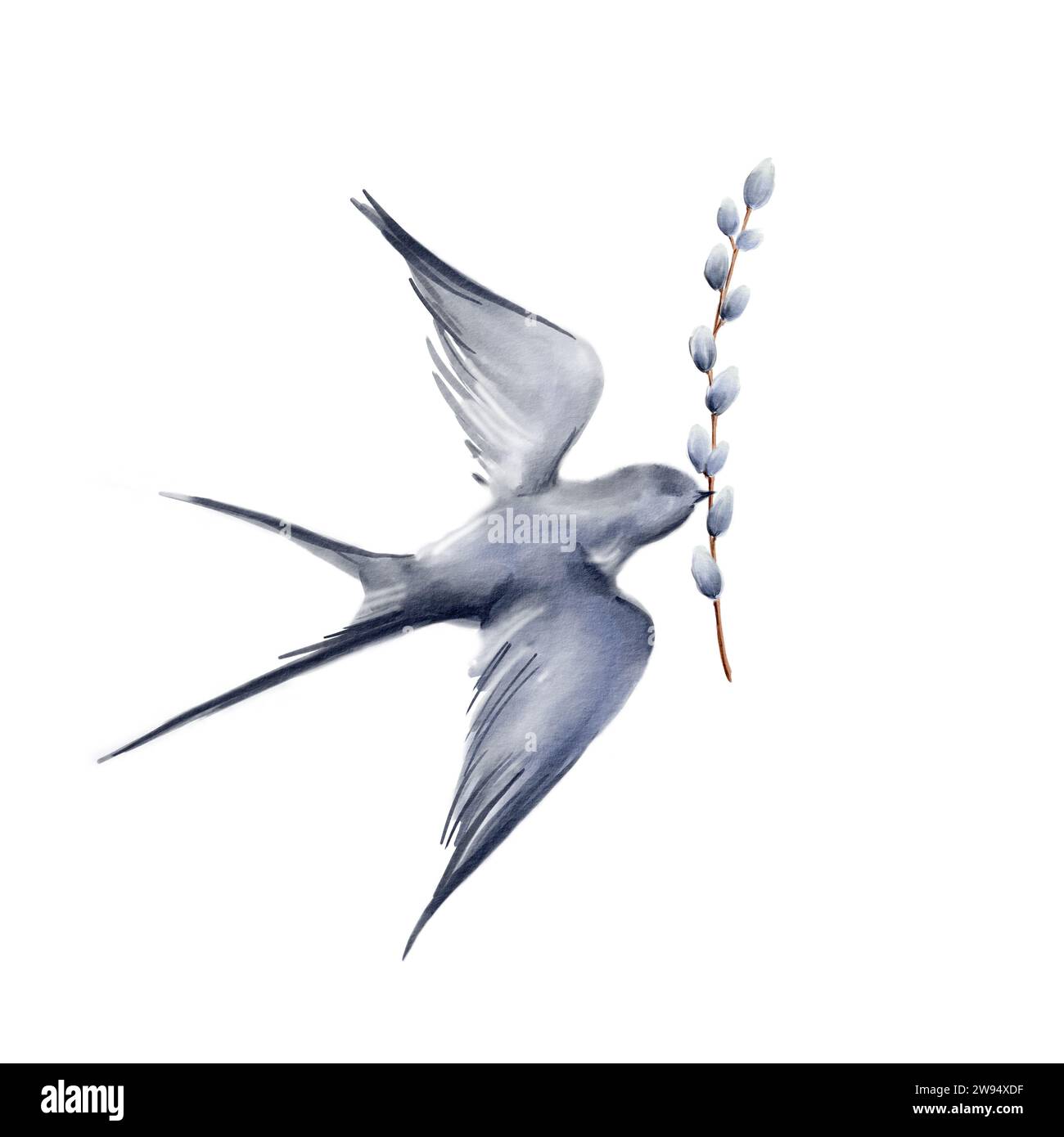 Swallow bird flying isolated on white background with fluffy willow ...