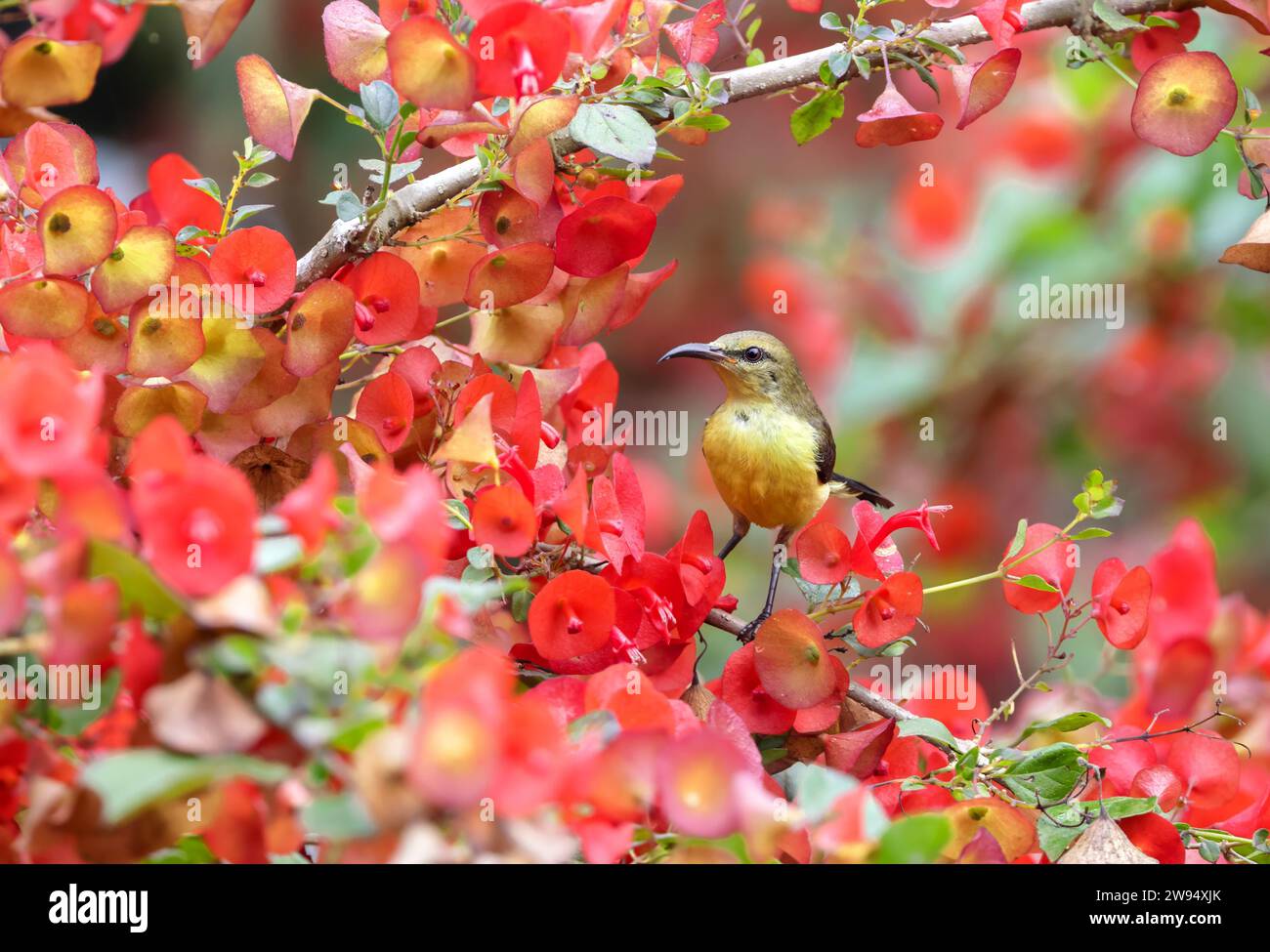 purple sunbirds (Cinnyris asiaticus) are small, nectar-feeding birds ...