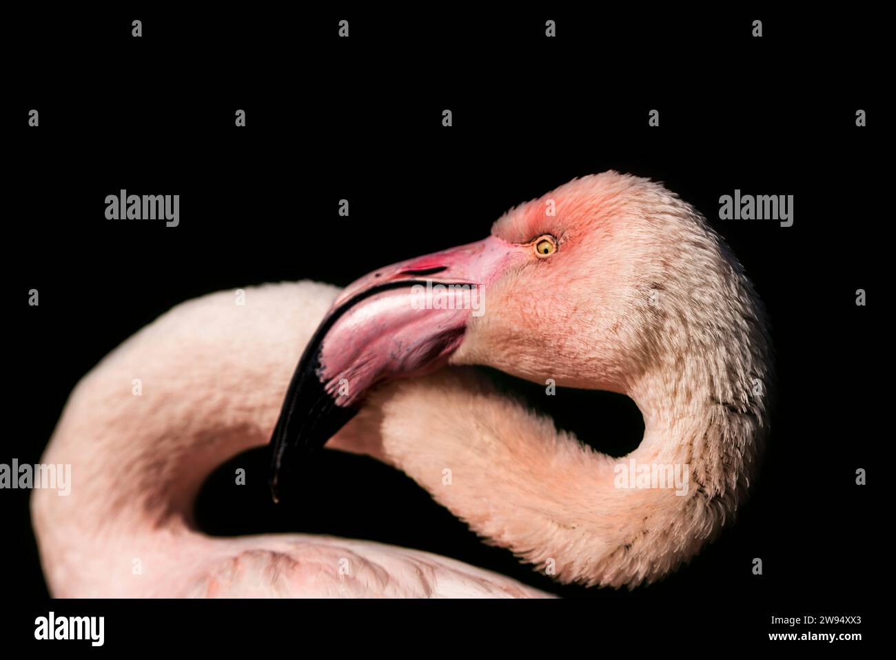 Portrait of a graceful pink flamingo, showcasing its elegant profile as ...