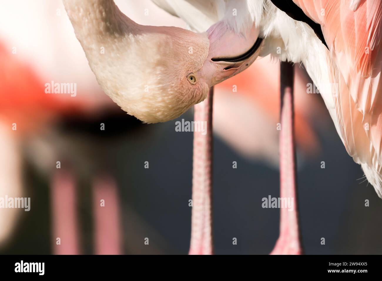 An enchanting moment captured in a portrait of a pink flamingo ...