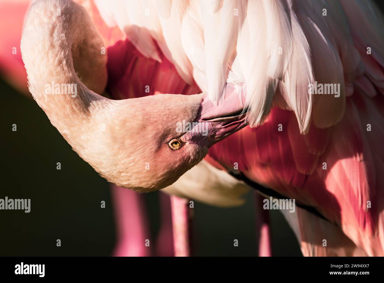 An enchanting moment captured in a portrait of a pink flamingo ...