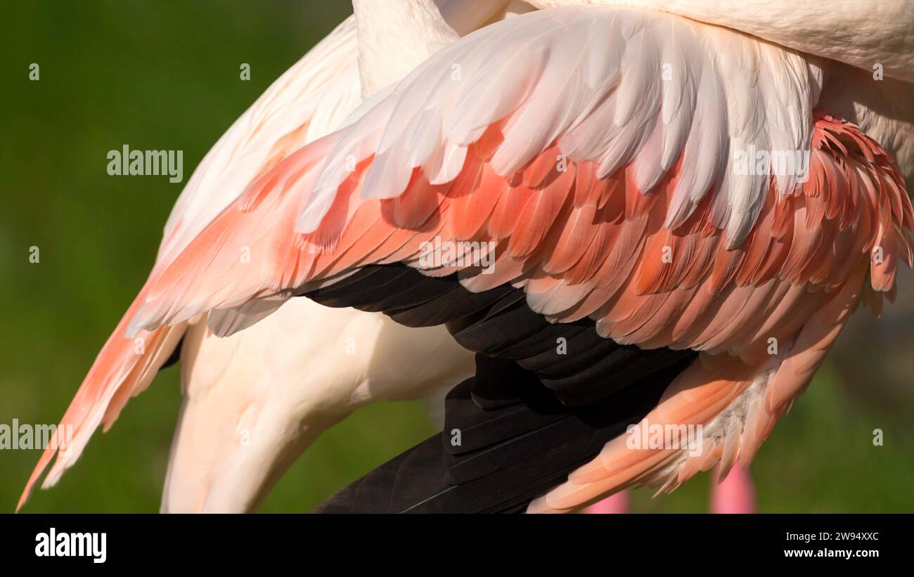 Bird wing anatomy hi-res stock photography and images - Alamy