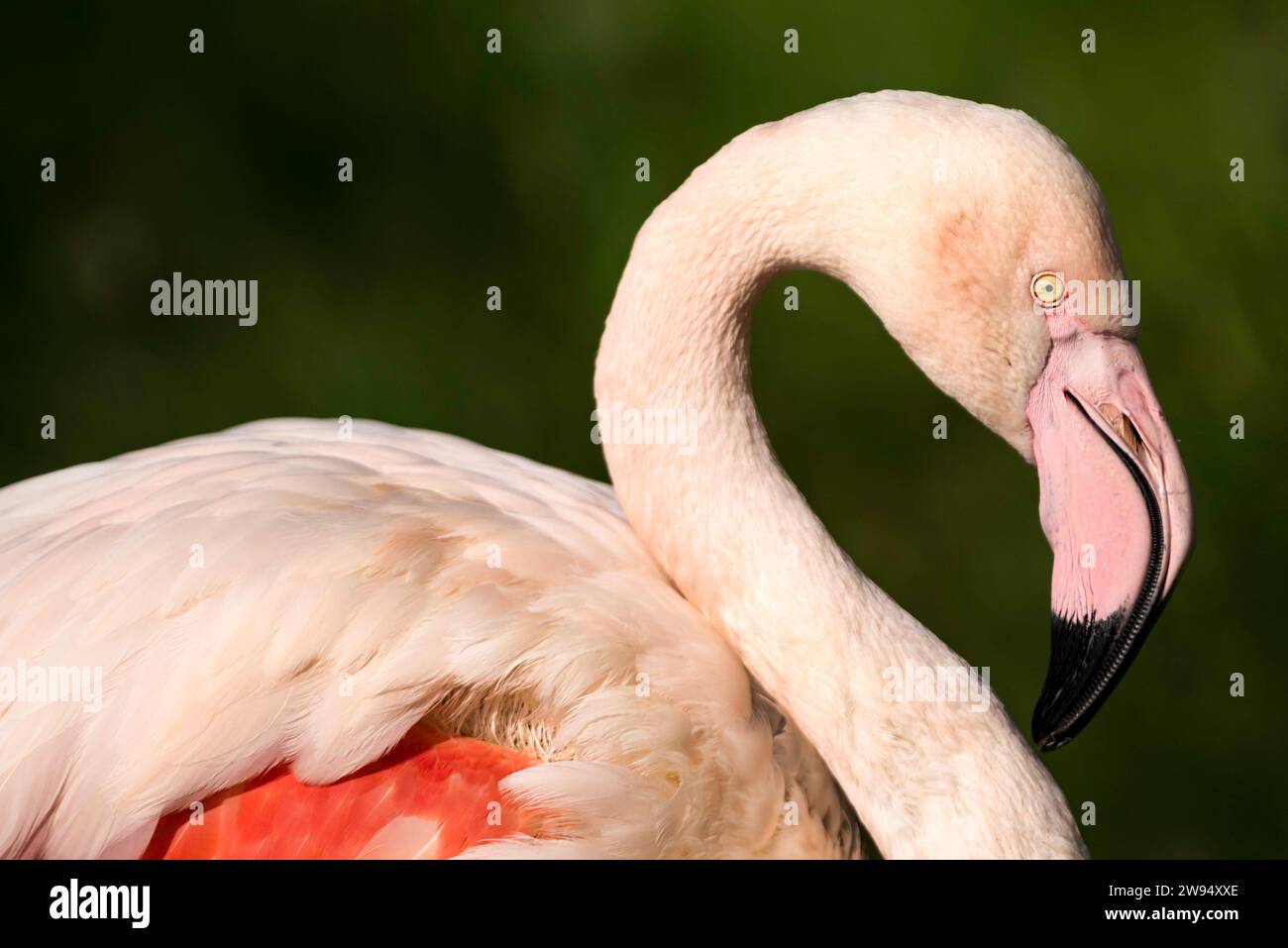 Portrait of a graceful pink flamingo, showcasing its elegant profile as ...