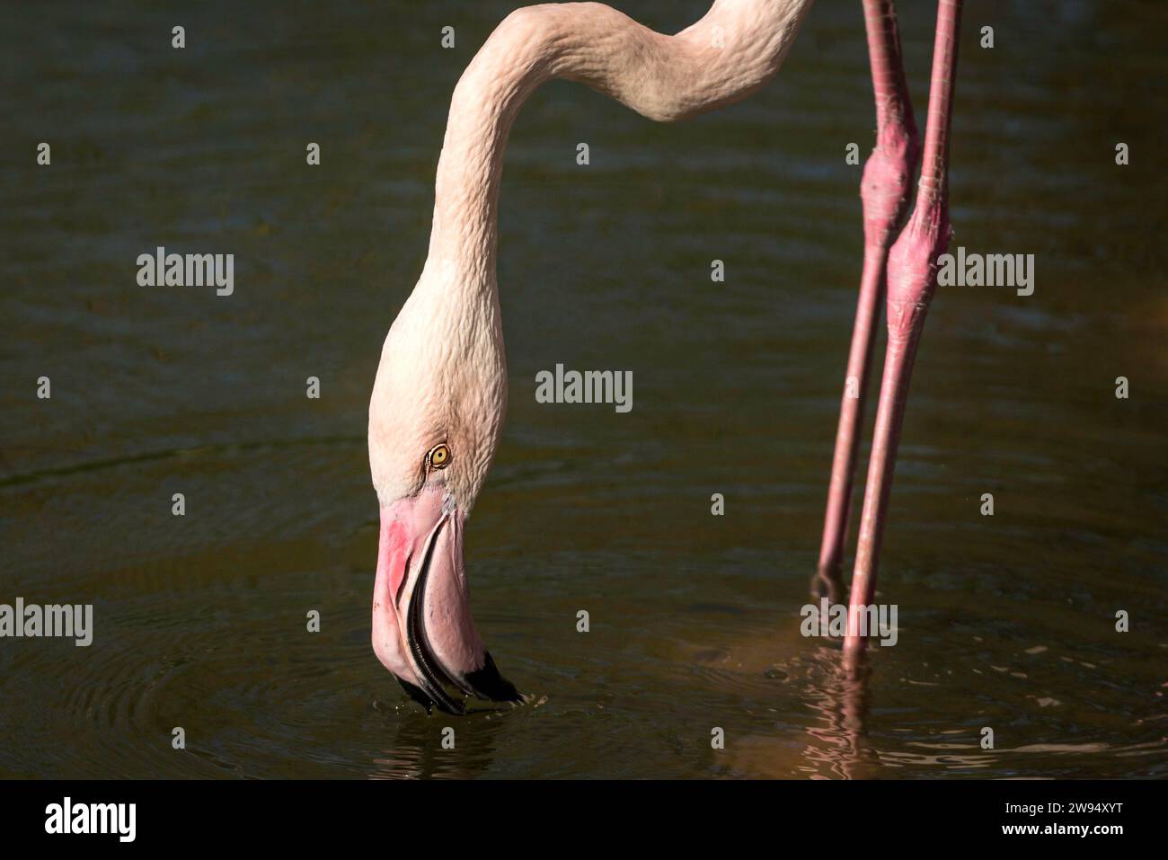 The flamingo stands gracefully in the water, delicately bowing its head ...