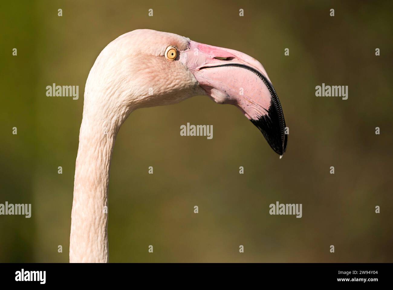 A captivating portrait showcasing the elegance of a pink flamingo in ...