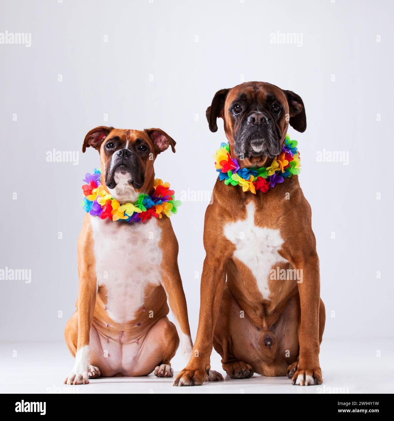Aloha dogs hi-res stock photography and images - Alamy