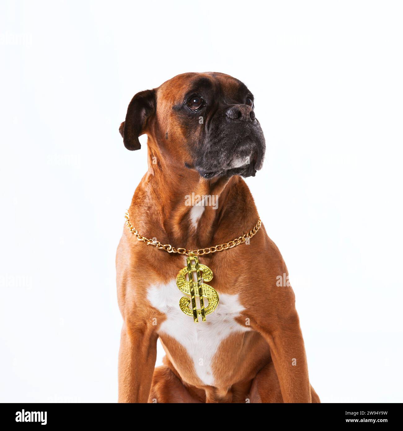 Rapper boxer dog Stock Photo - Alamy