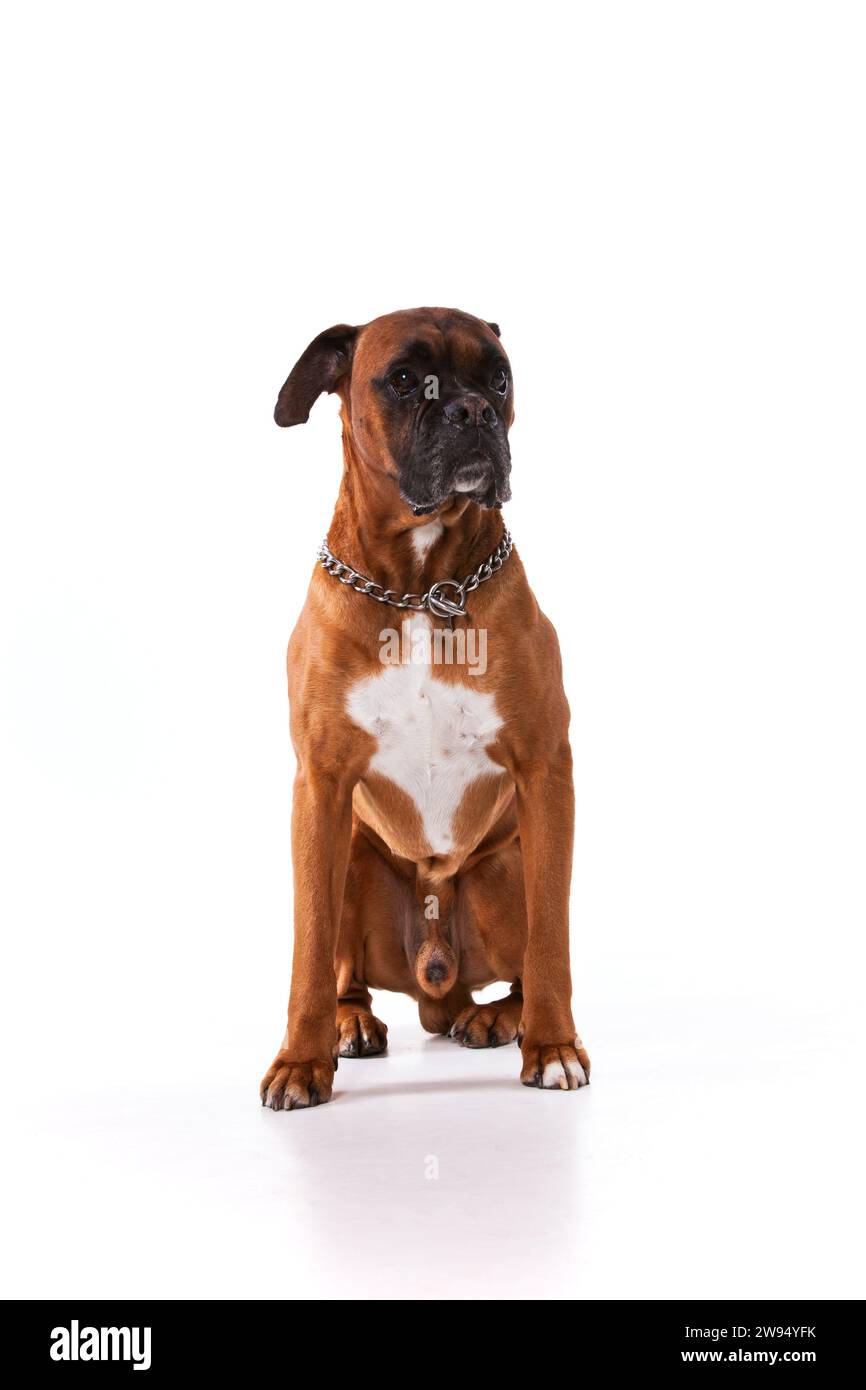 Purebred dog at vet Cut Out Stock Images & Pictures - Alamy