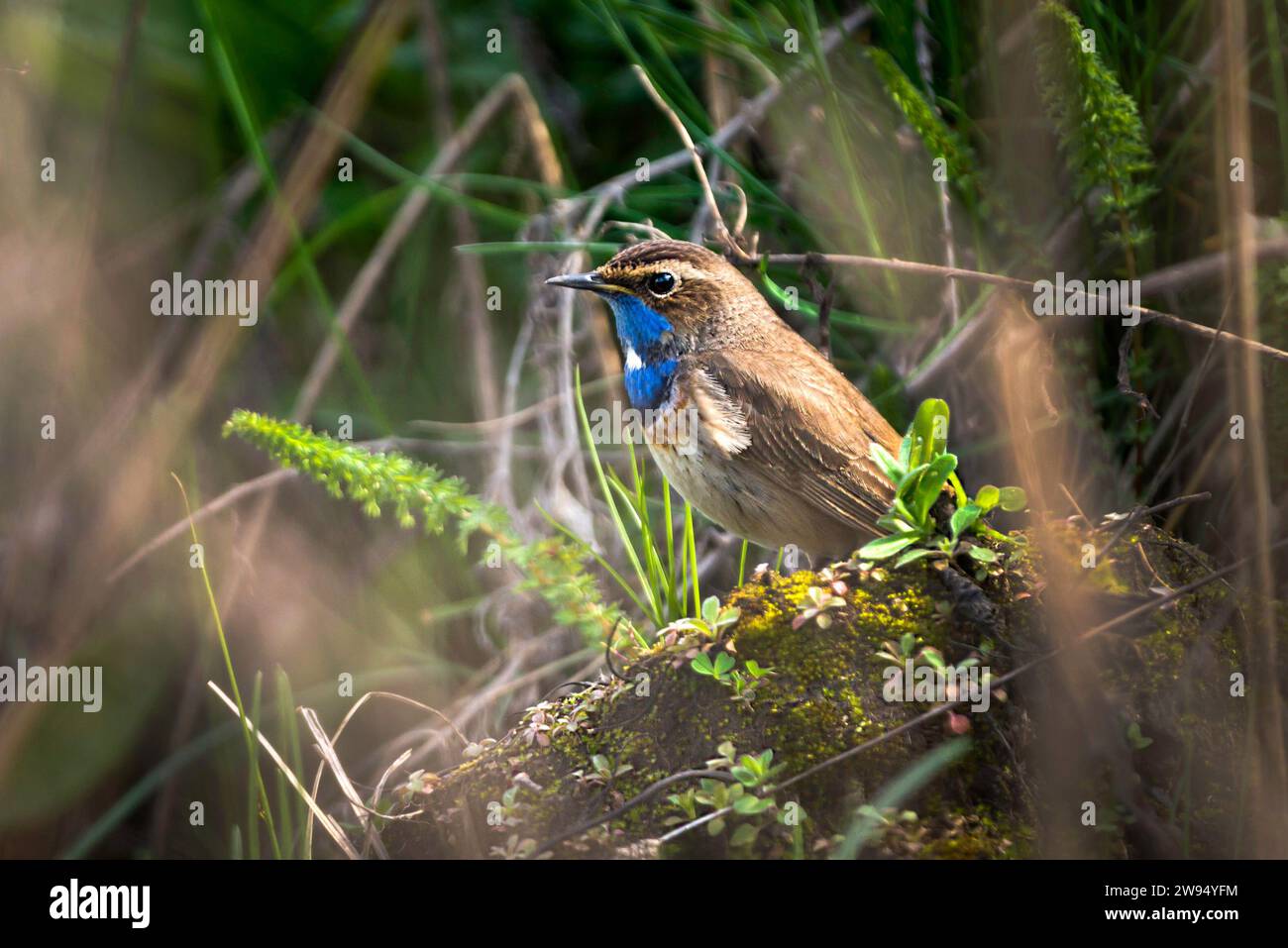 A vivid bluebird perches gracefully on a moss-covered mound, showcasing ...