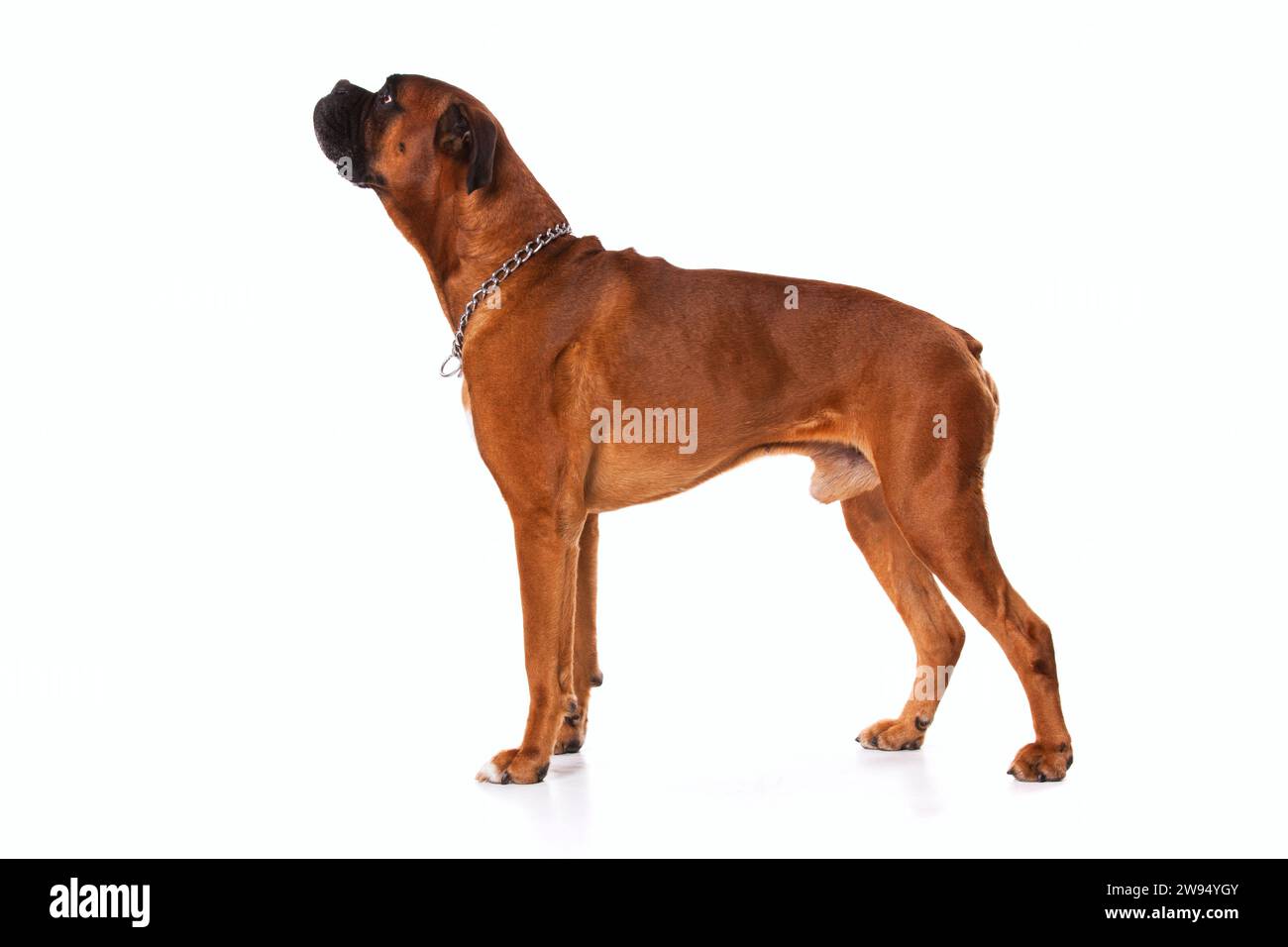 Boxer isolated dog hi-res stock photography and images - Alamy