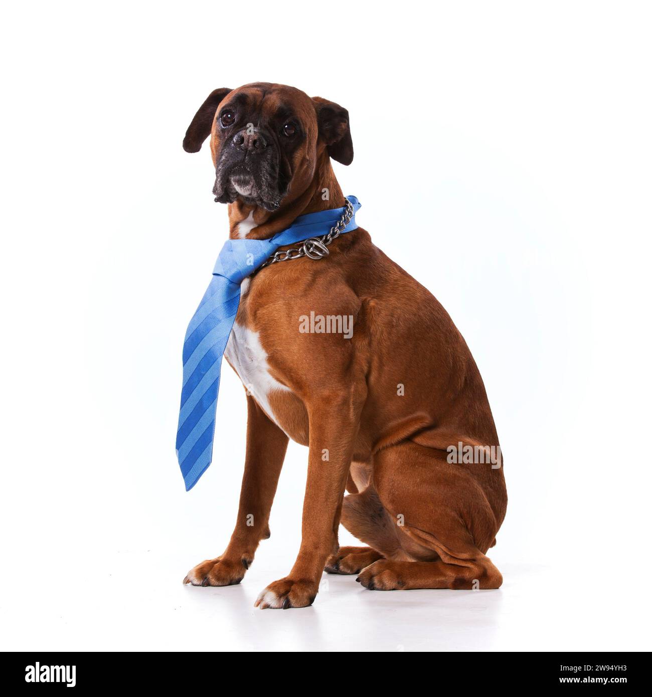 Funny business dog Stock Photo - Alamy