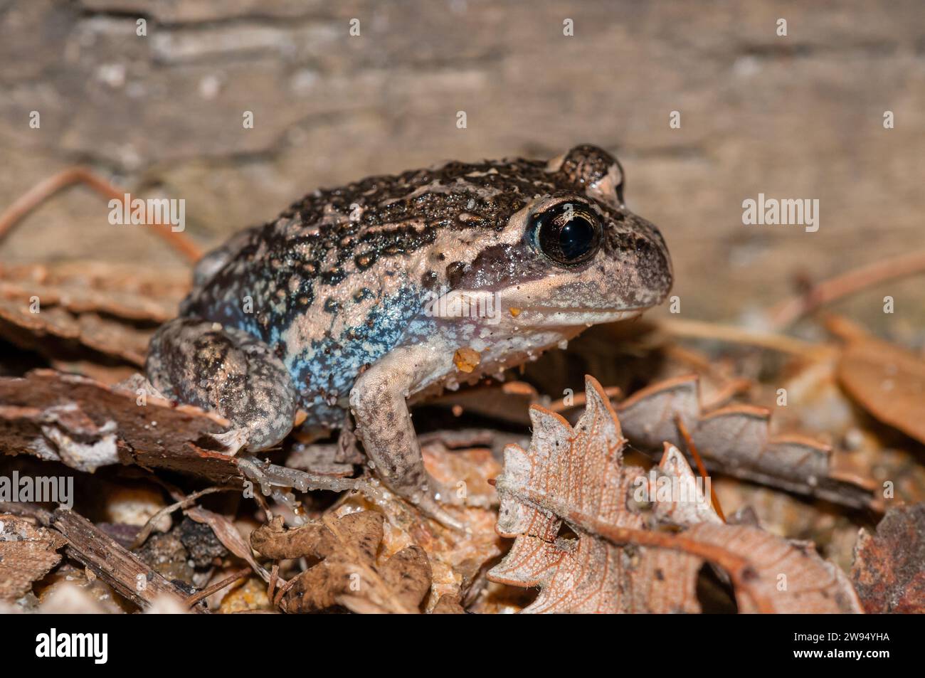 Smooth toadlet, Uperoleia laevigata, Cape Conran, Australia Stock Photo ...