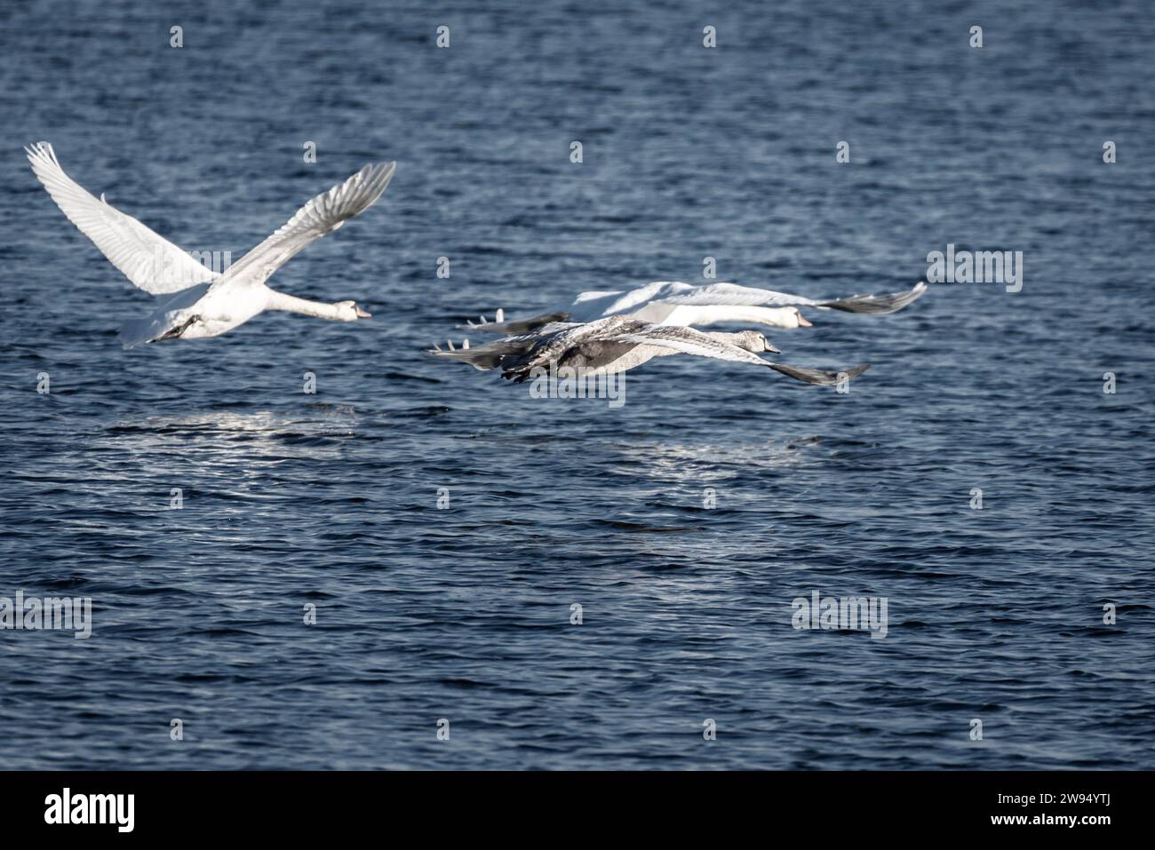 Majestic swan family in flight – adult swans, pristine in white ...