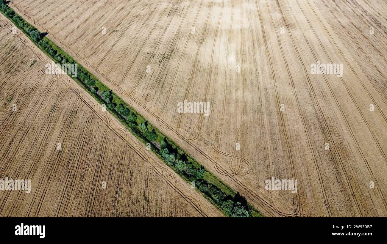 An old irrigation canal overgrown with trees among a wheat field ...