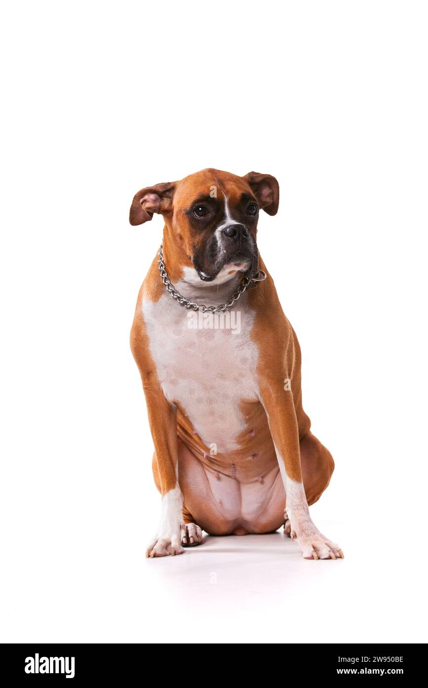 Boxer dog looking sad Cut Out Stock Images & Pictures - Alamy