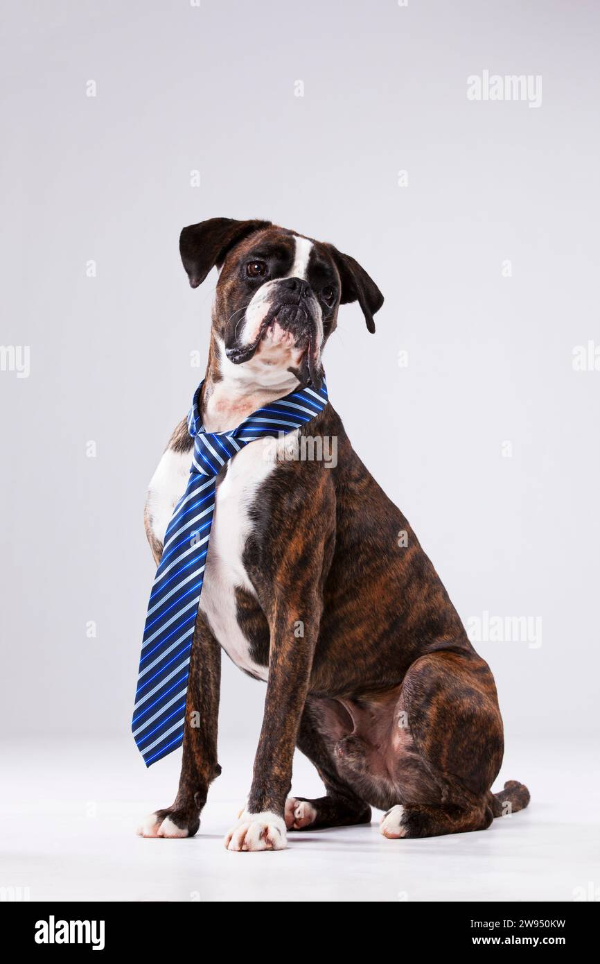 Funny business dog Stock Photo - Alamy