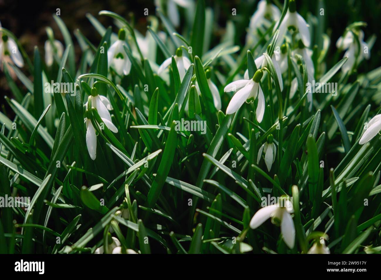 The image shows a cluster of white snowdrop flowers in full bloom with ...