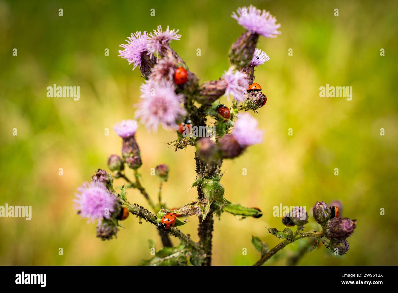 Ladybug panorama hi-res stock photography and images - Alamy