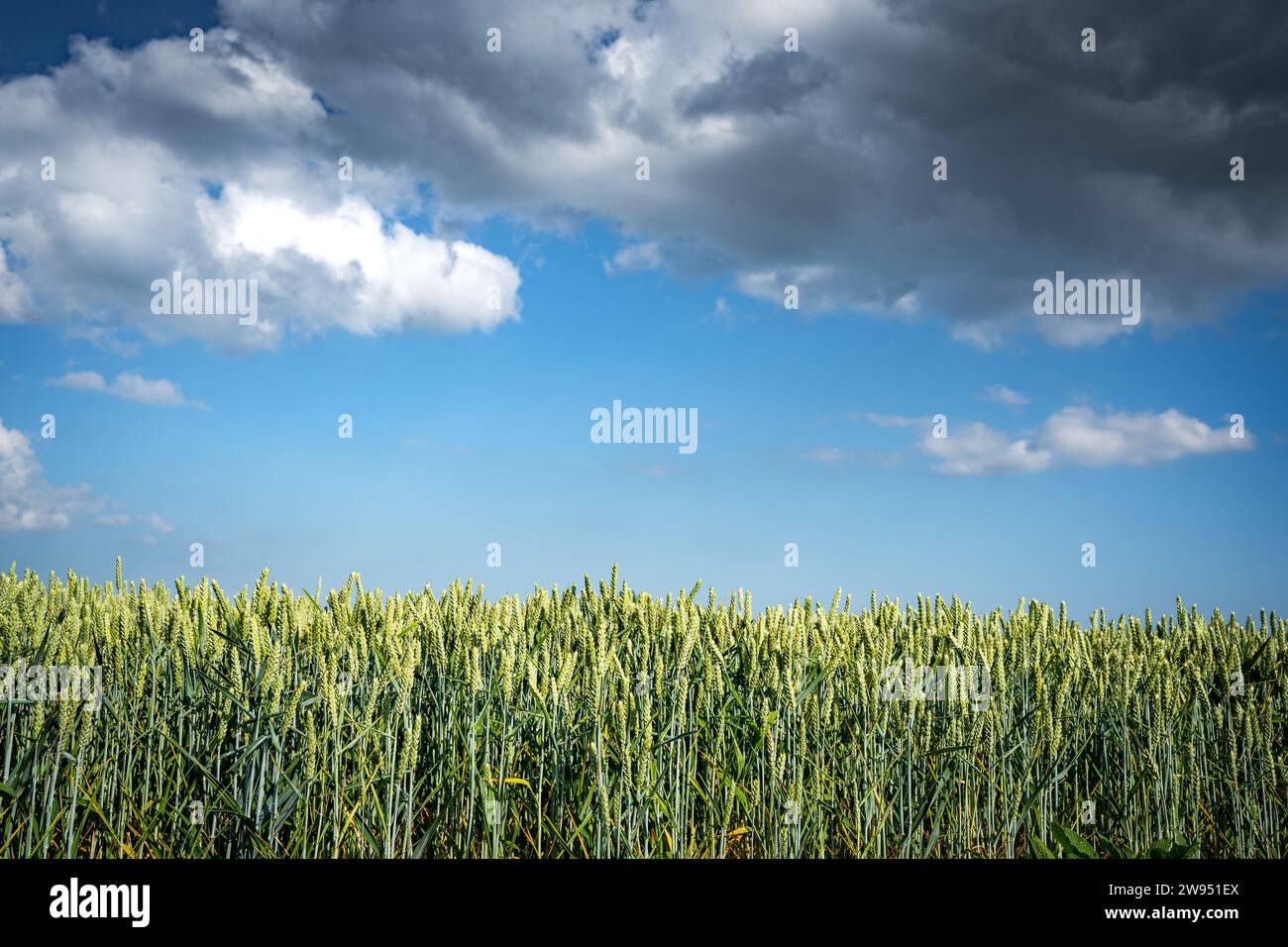 wheat field and blue sky with dark clouds Stock Photo - Alamy