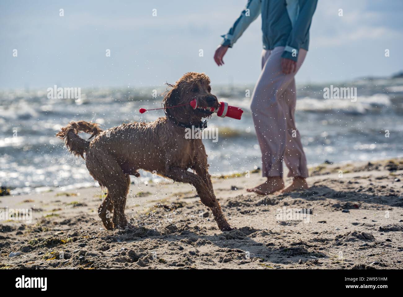 dog playing fetch at the beach Stock Photo - Alamy