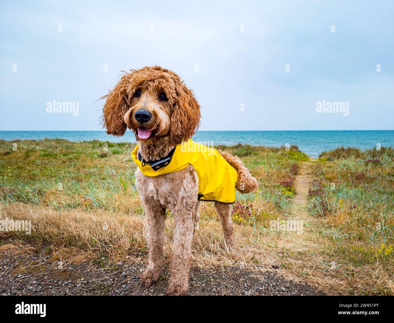happy dog with rain coat on the beach Stock Photo - Alamy