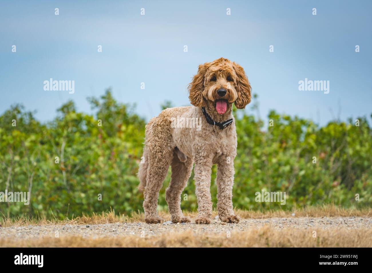 Black labradoodle puppy in country hi-res stock photography and images ...