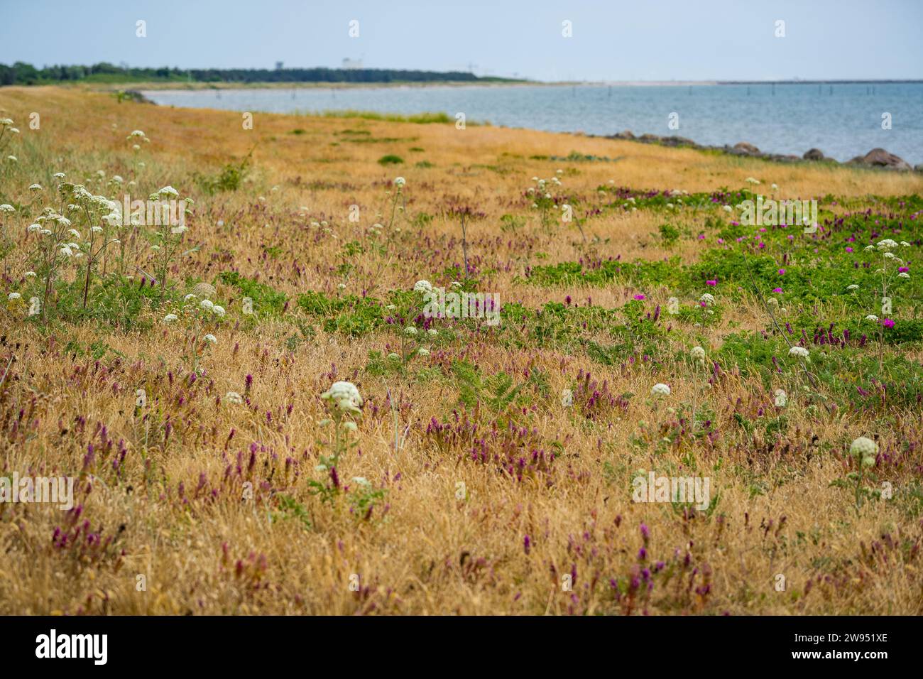 field of wild flowers at sea Stock Photo - Alamy