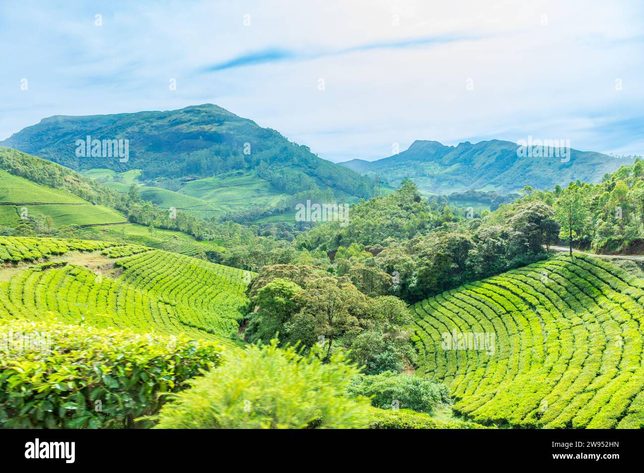 Forest and green fields of tea garden plantations on the hills ...