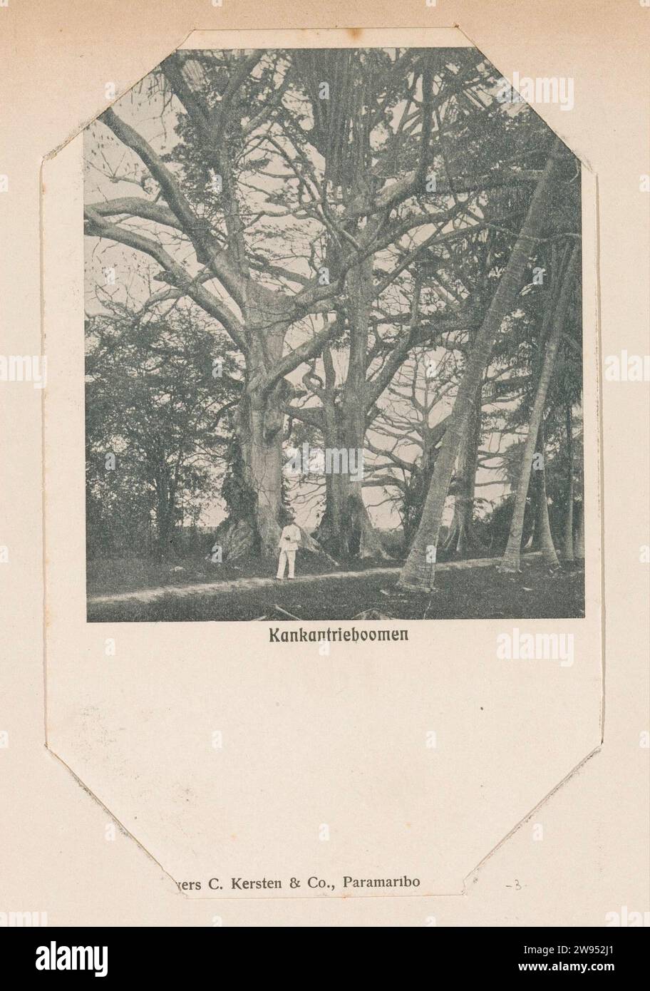 Kankantrie- of kapokbomen, C. Kersten & Co., anonymous, 1900 - 1910 Man ...